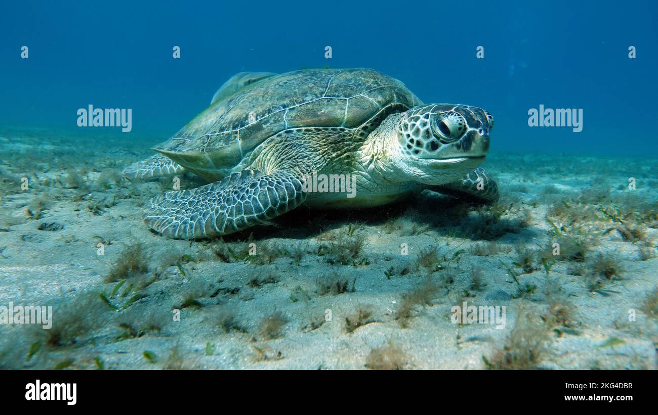 Big Green turtle on the reefs of the Red Sea. Green turtles are the ...