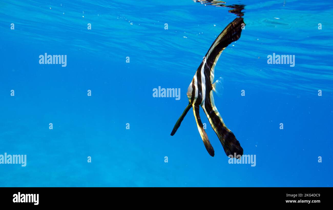 Long fin Longfin Batfish Platax family Ephippidae - grows up to 70 cm ...