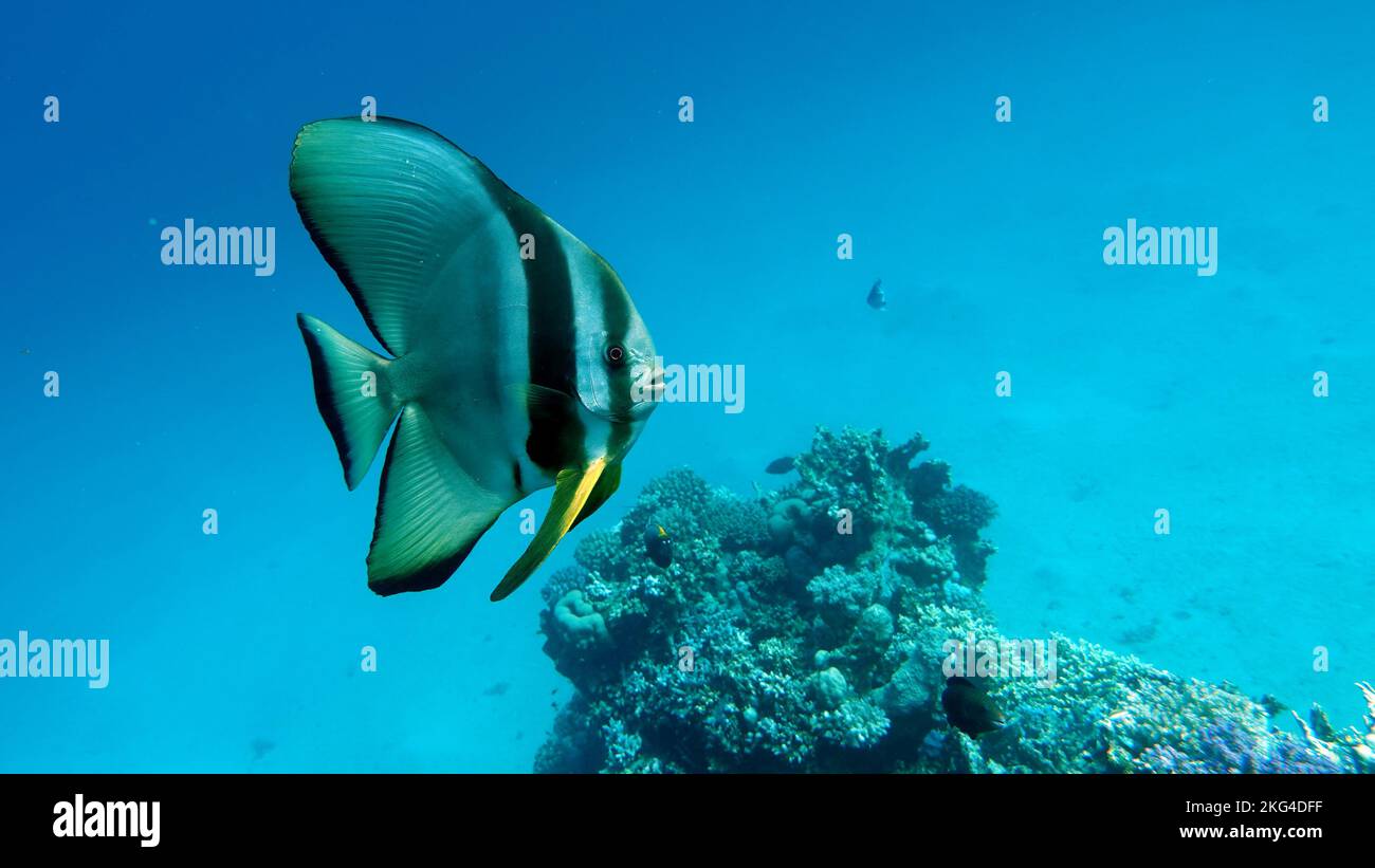 Long fin Longfin Batfish Platax family Ephippidae - grows up to 70 cm ...