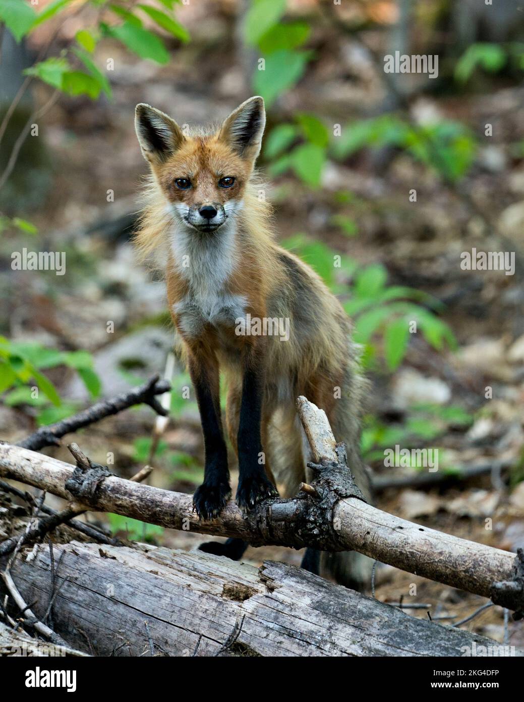Red Fox standing on a branch and looking at camera with a blur forest ...