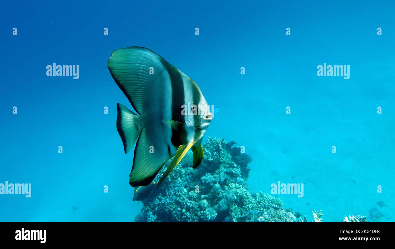 Long fin Longfin Batfish Platax family Ephippidae - grows up to 70 cm ...