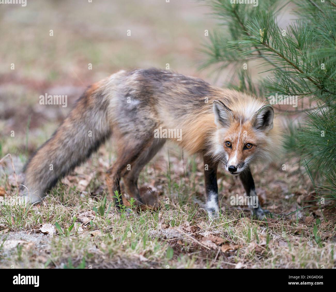 Red Fox close-up profile view in the springtime with pine tree branches ...