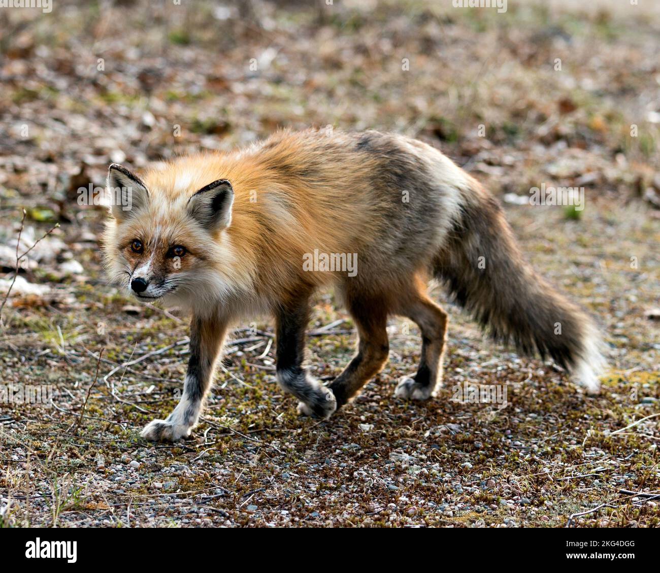 Fox Animal Face Side
