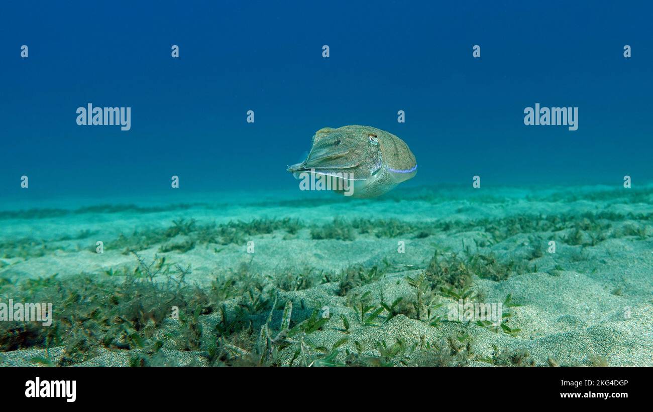 Sepia pharaonis. Mollusks, type of Mollusk. Head-footed mollusks ...