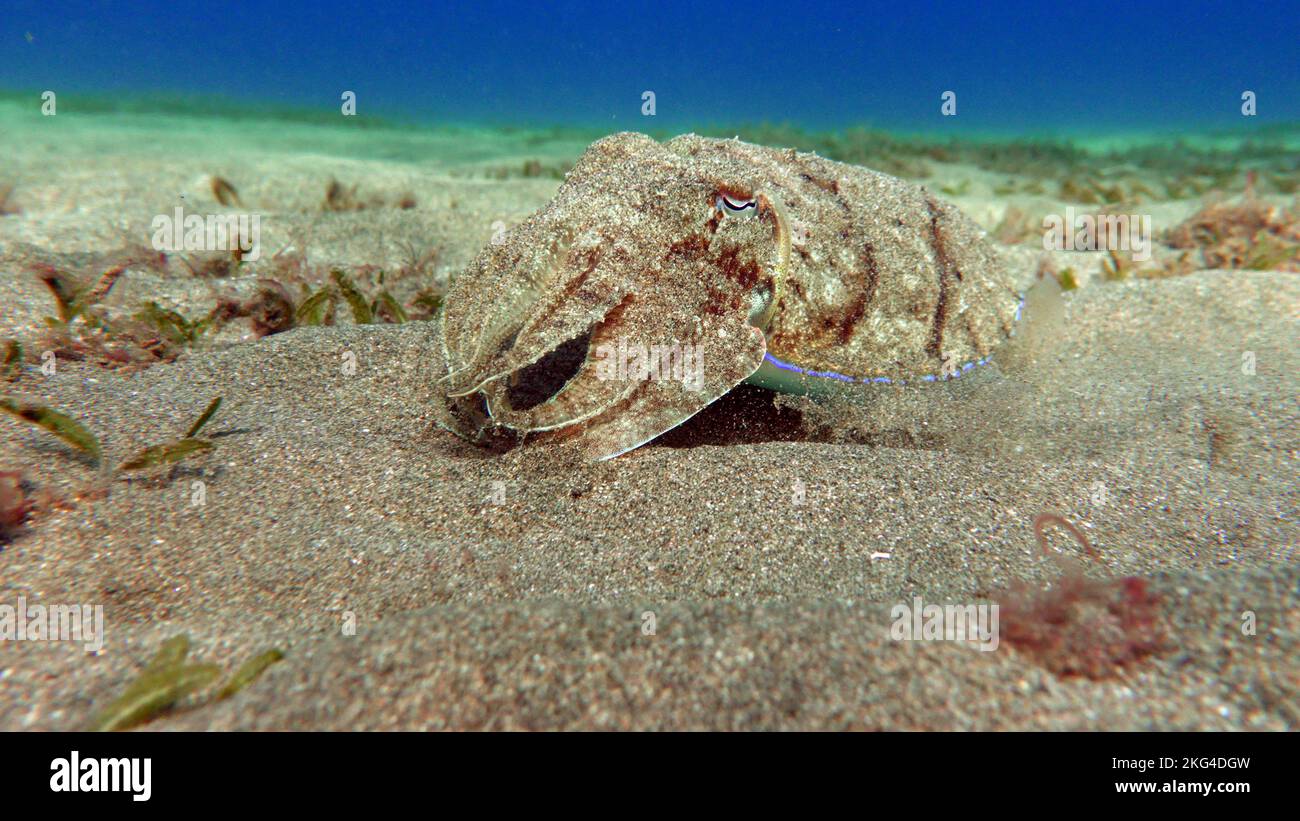 Sepia pharaonis. Mollusks, type of Mollusk. Head-footed mollusks ...