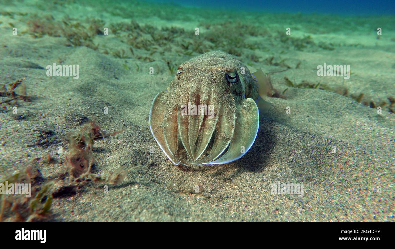 Sepia pharaonis. Mollusks, type of Mollusk. Head-footed mollusks ...