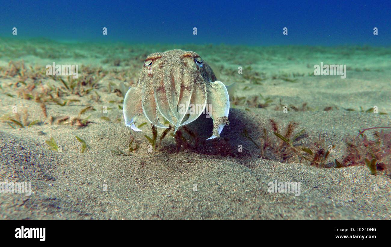 Sepia pharaonis. Mollusks, type of Mollusk. Head-footed mollusks ...