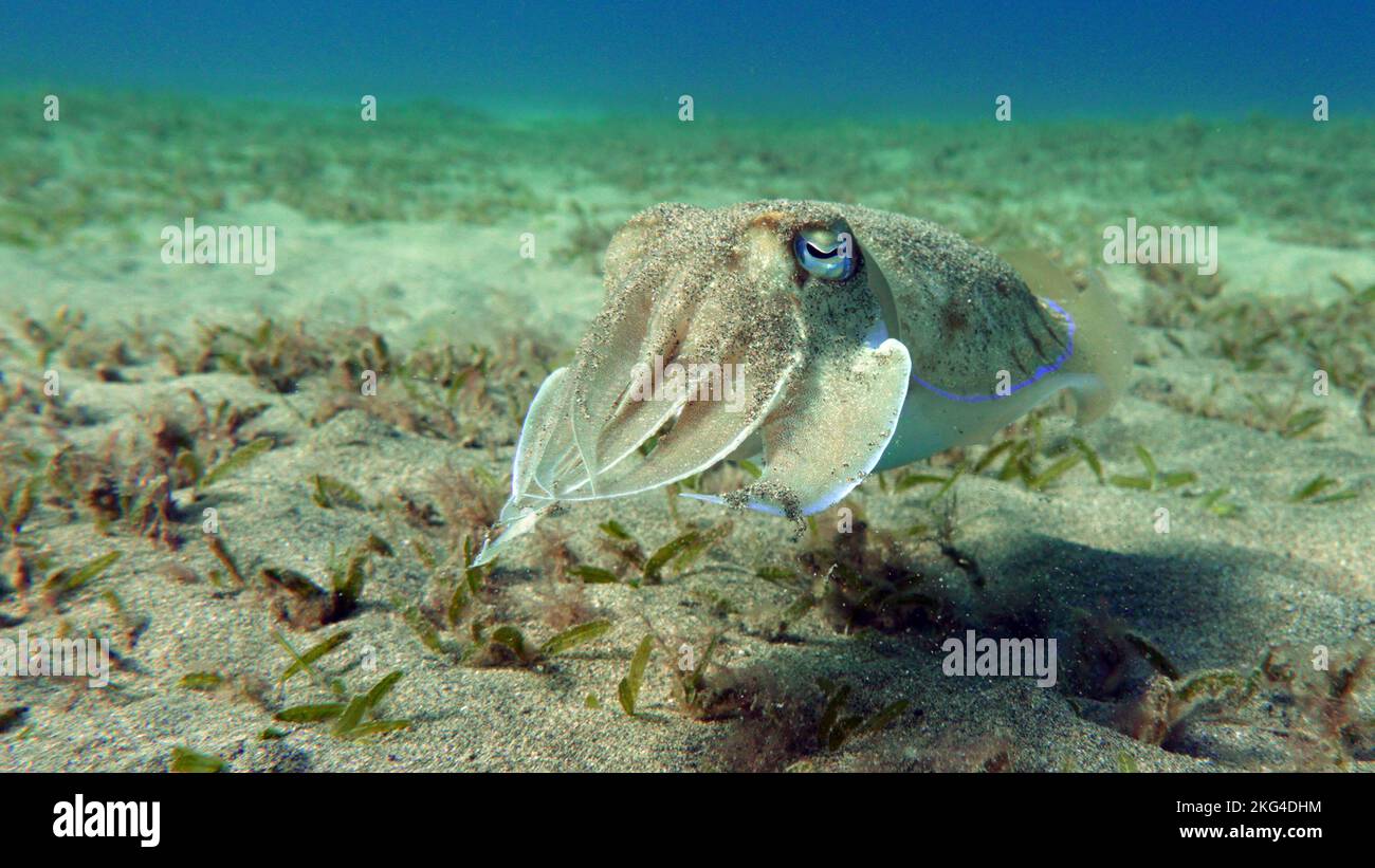 Pharaoh cottlefish hi-res stock photography and images - Alamy