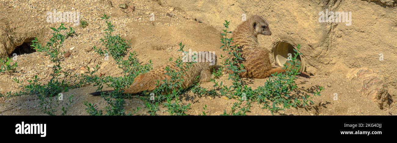 meerkats or suricates in panorama view with den. Suricata suricatta ...