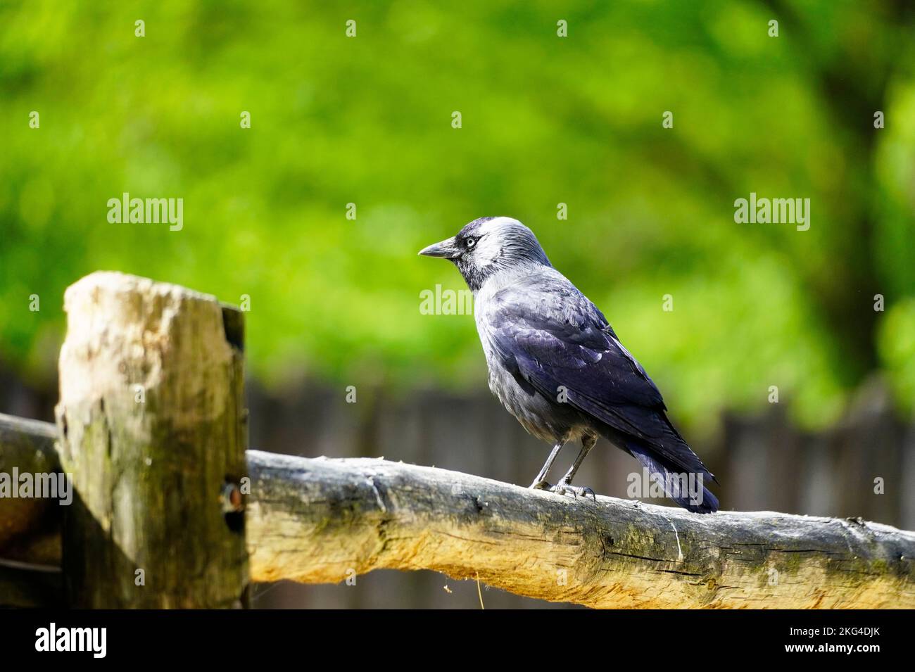 A selective focus of a western jackdaw (Coloeus monedula) sitting on a ...