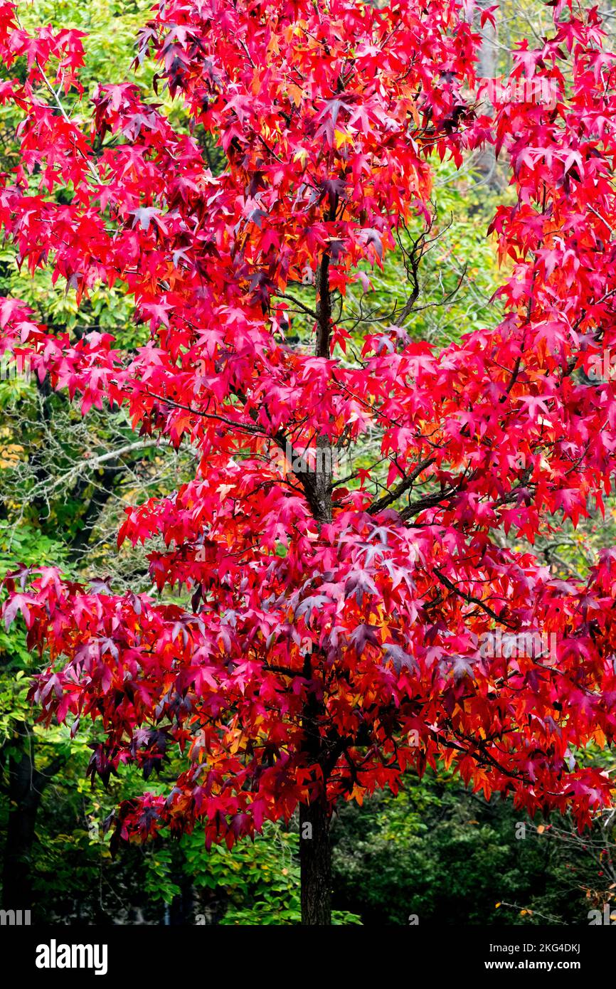 Autumn American sweetgum tree, Liquidambar styraciflua Tree autumn red foliage colour ...