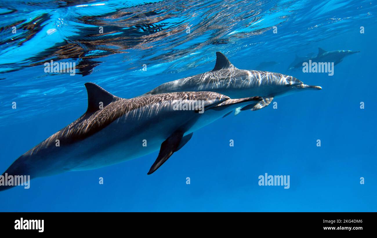 Dolphins. Spinner dolphin. Stenella longirostris is a small dolphin ...
