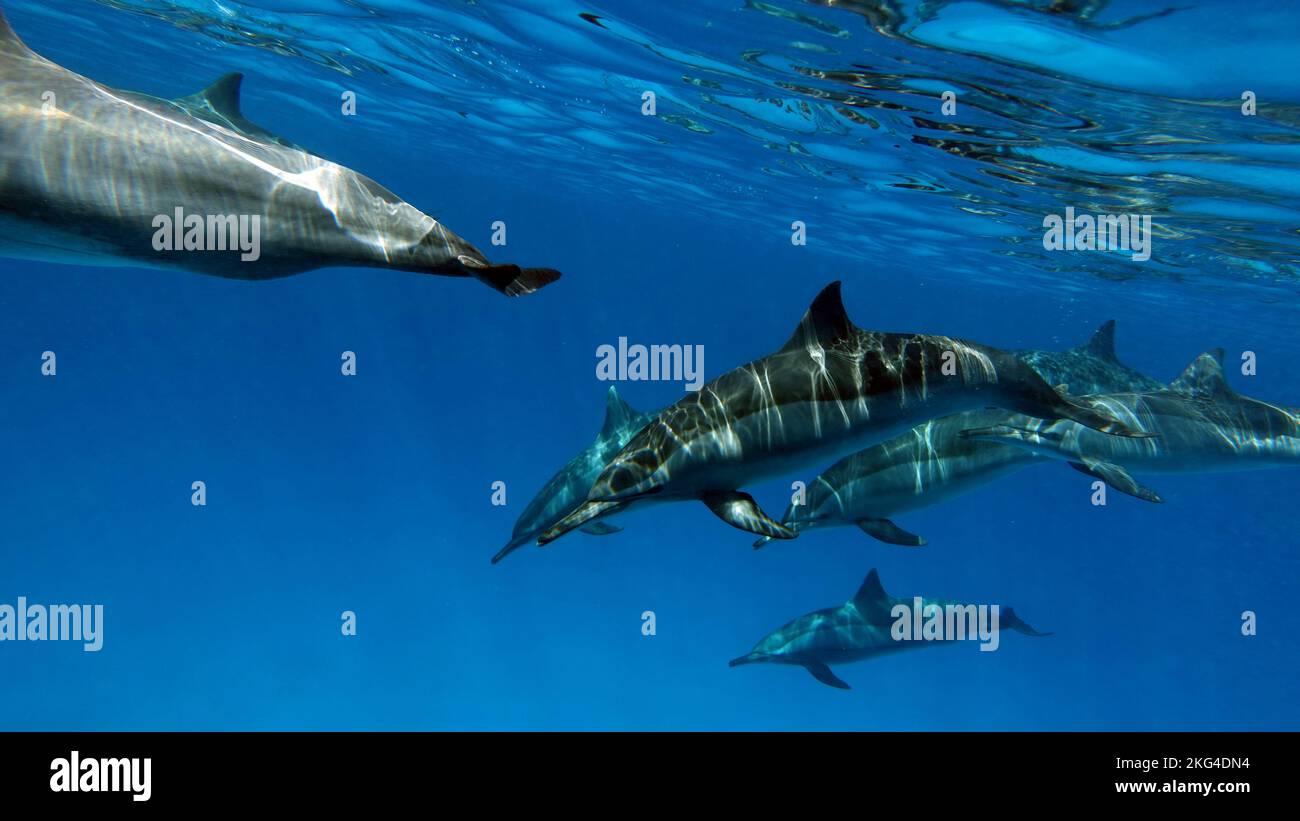 Dolphins. Spinner dolphin. Stenella longirostris is a small dolphin ...