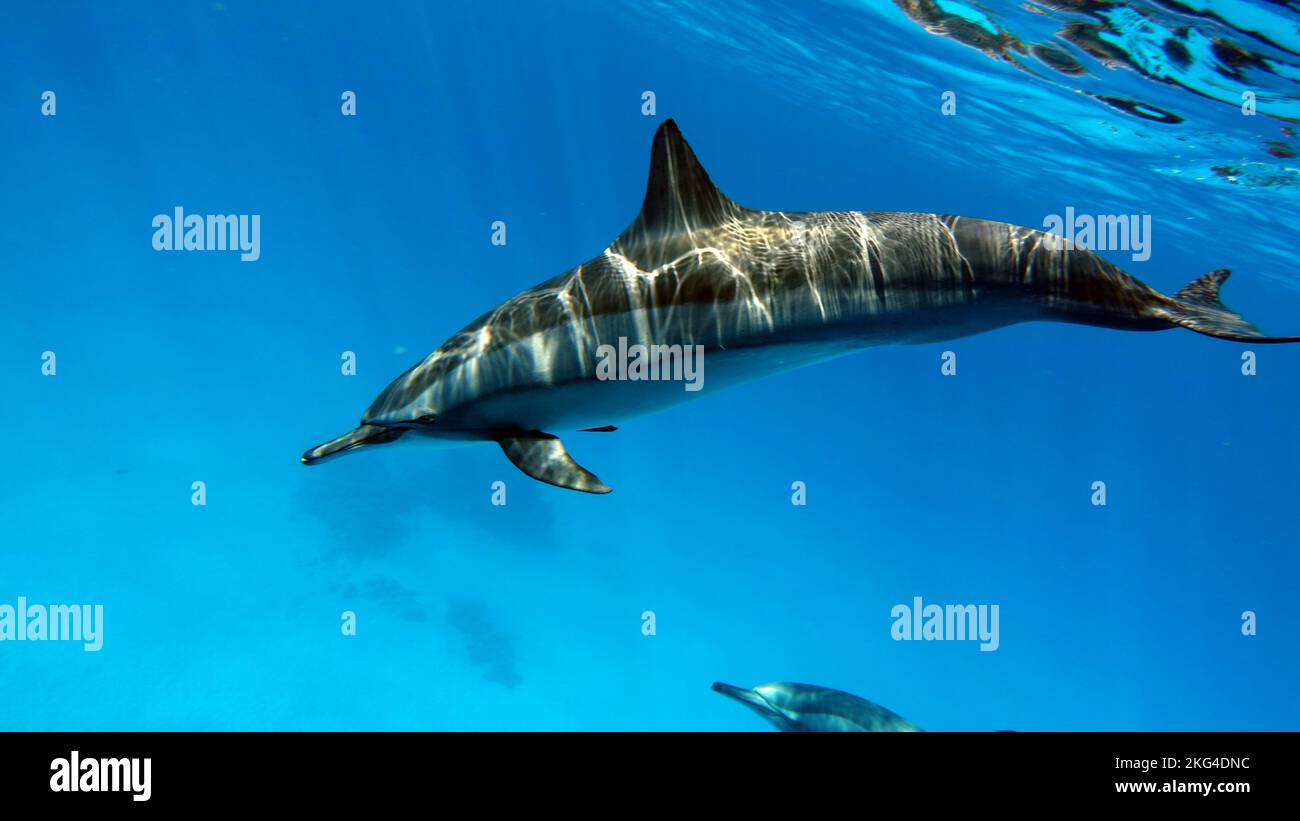 Dolphins. Spinner dolphin. Stenella longirostris is a small dolphin ...
