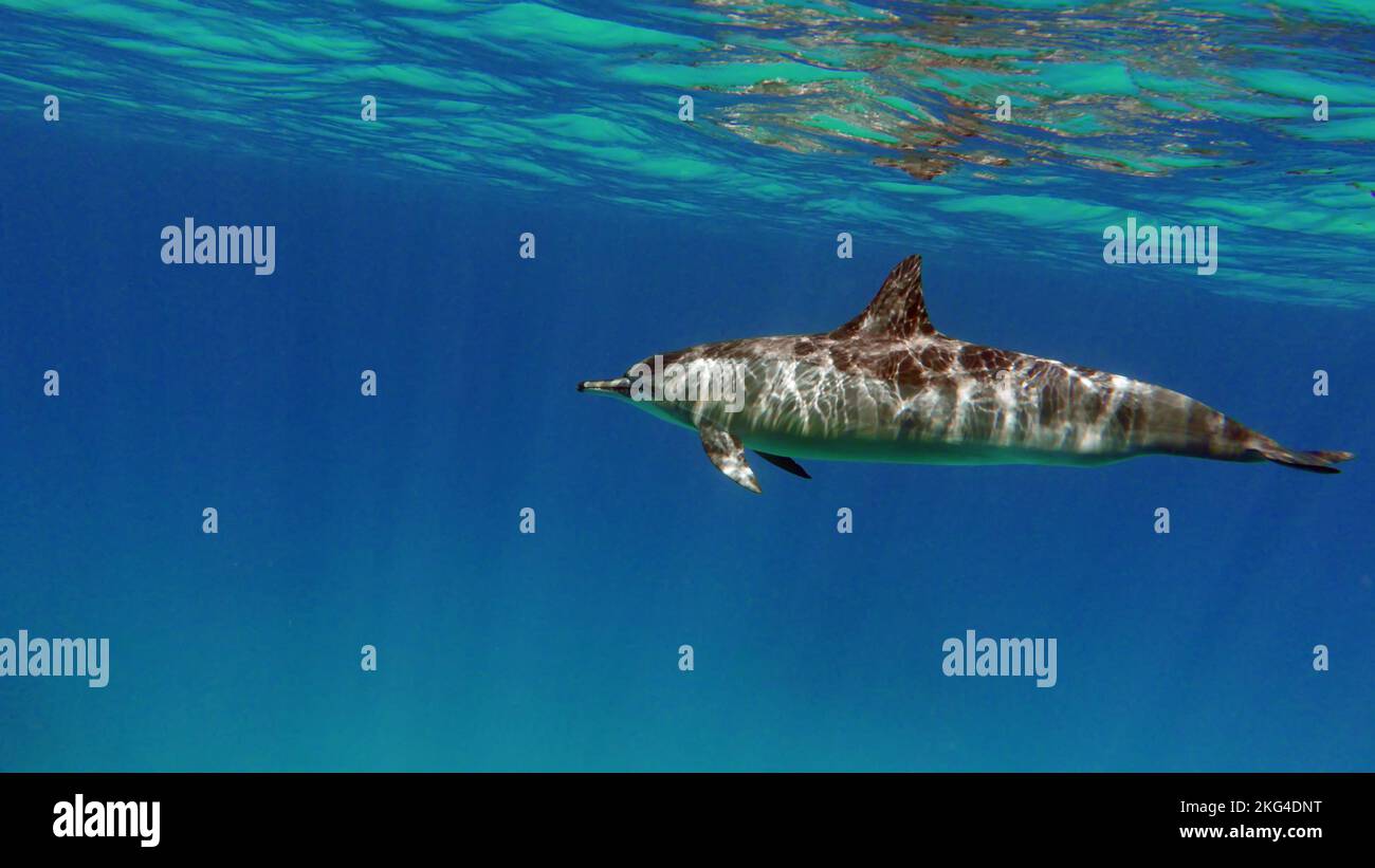 Dolphins. Spinner dolphin. Stenella longirostris is a small dolphin ...