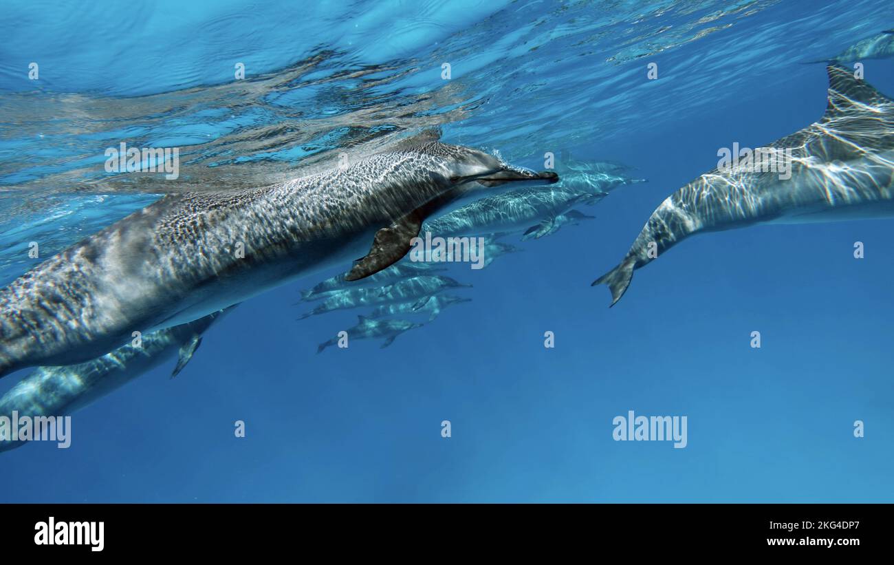 Dolphins. Spinner dolphin. Stenella longirostris is a small dolphin ...