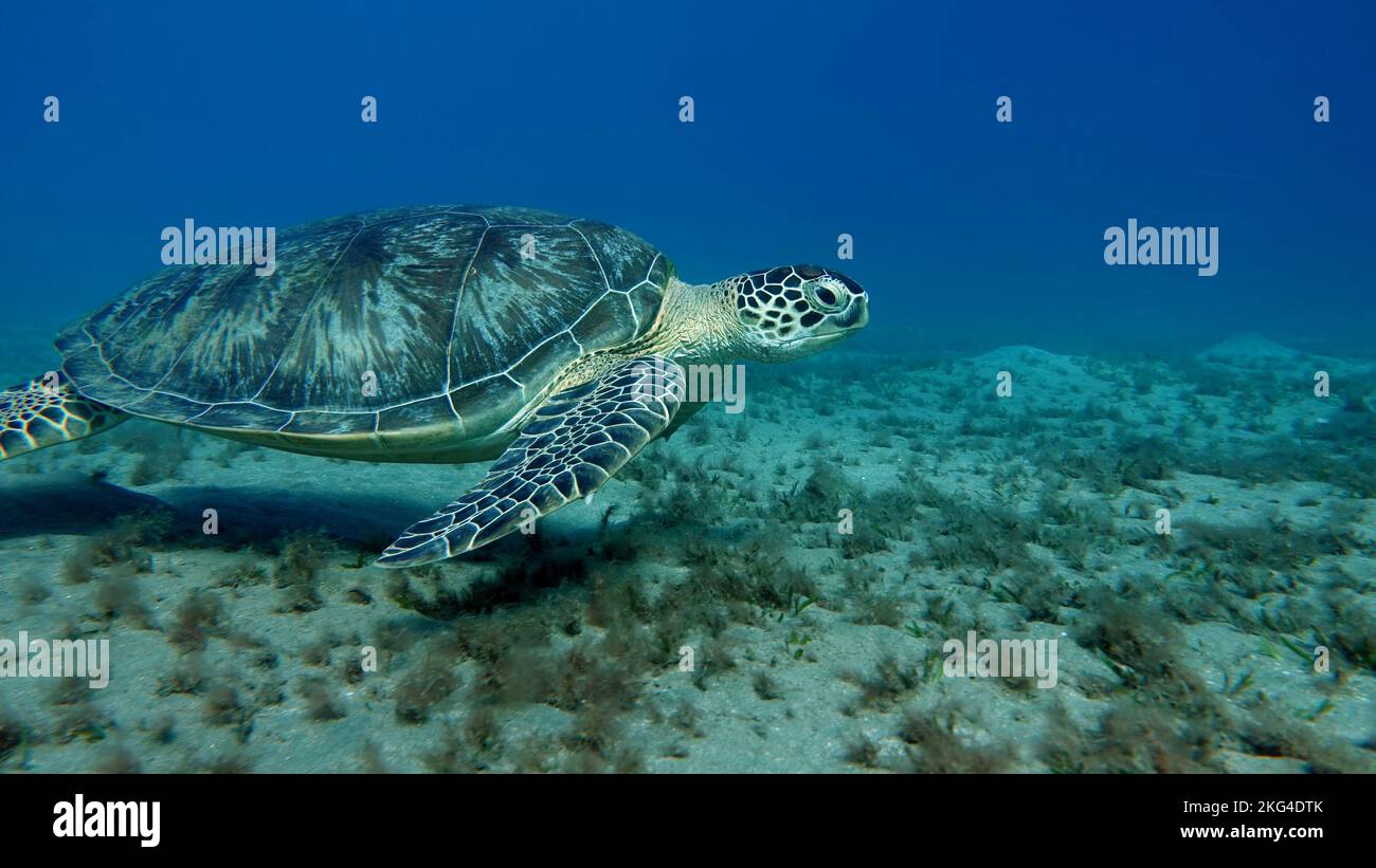 Big Green turtle on the reefs of the Red Sea. Green turtles are the ...
