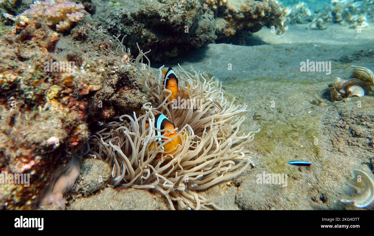 Clown fish amphiprion (Amphiprioninae). Red sea clown fish. Nemo Stock ...