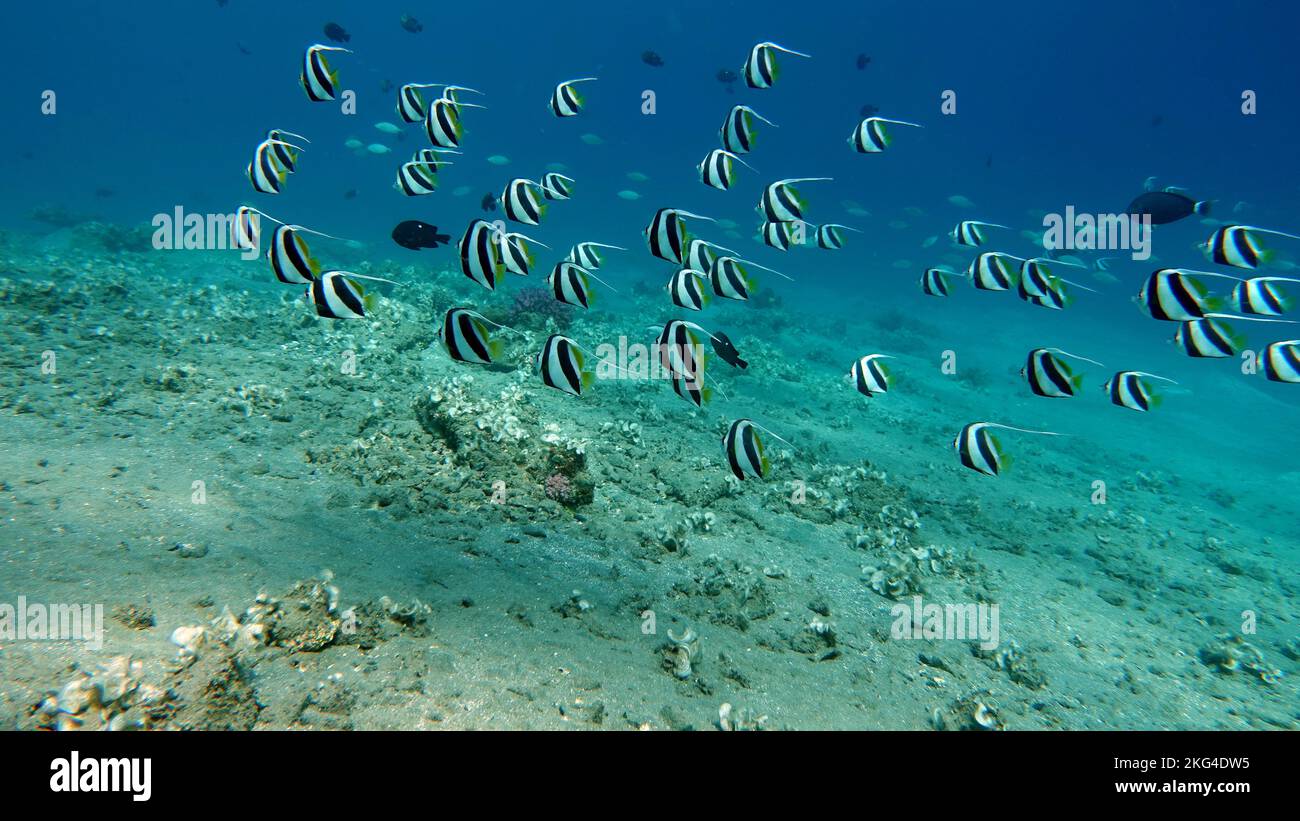 Schooling kabouba hi-res stock photography and images - Alamy