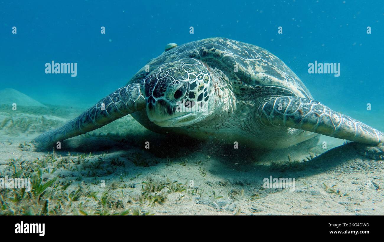 Big Green turtle on the reefs of the Red Sea. Green turtles are the ...