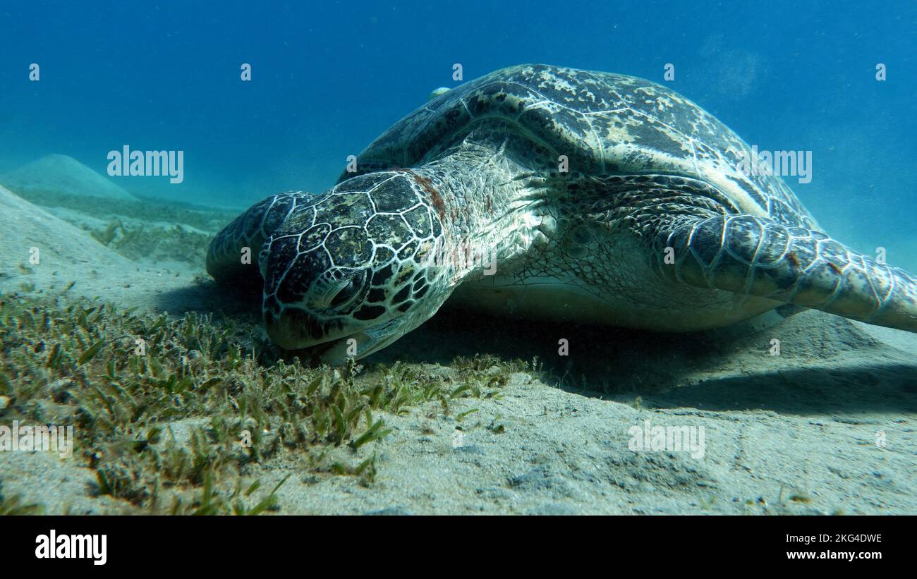Big Green turtle on the reefs of the Red Sea. Green turtles are the ...