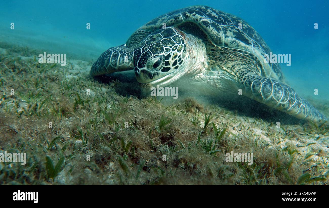 Big Green turtle on the reefs of the Red Sea. Green turtles are the ...