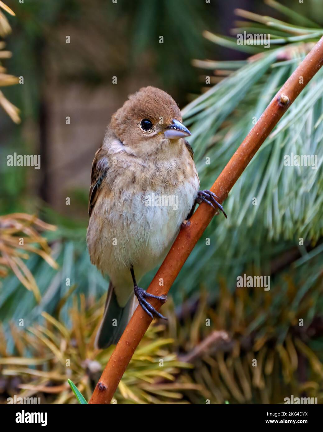 Sparrow close-up perched on a branch with a blur background in its ...