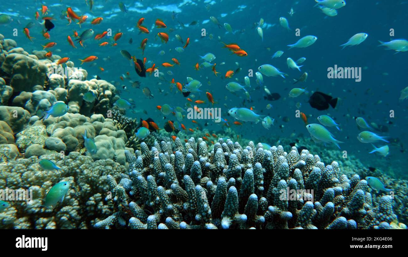 Beautiful, diverse and interesting fish living on the gorgeous reefs of ...