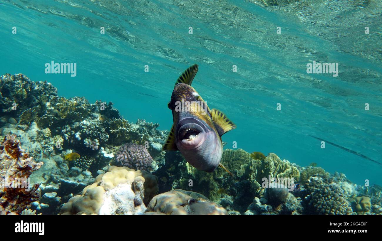 Titan fish (balistoides viridescens), and it is also sometimes called ...