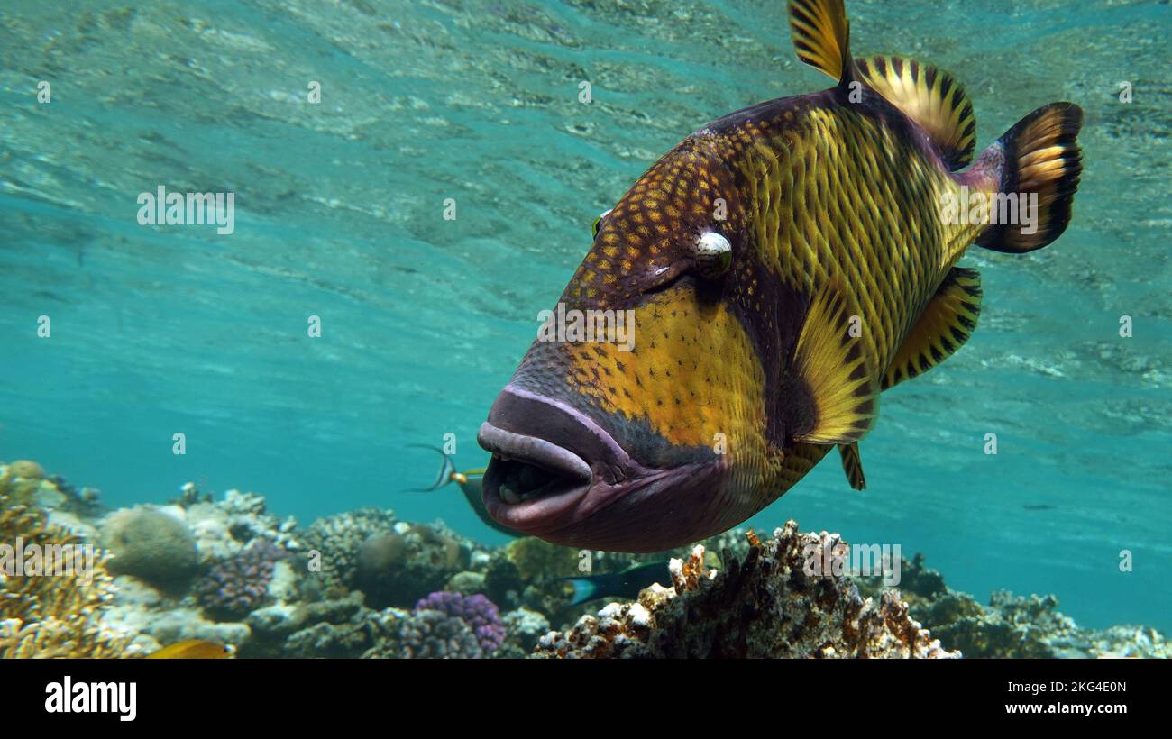 Titan fish (balistoides viridescens), and it is also sometimes called ...