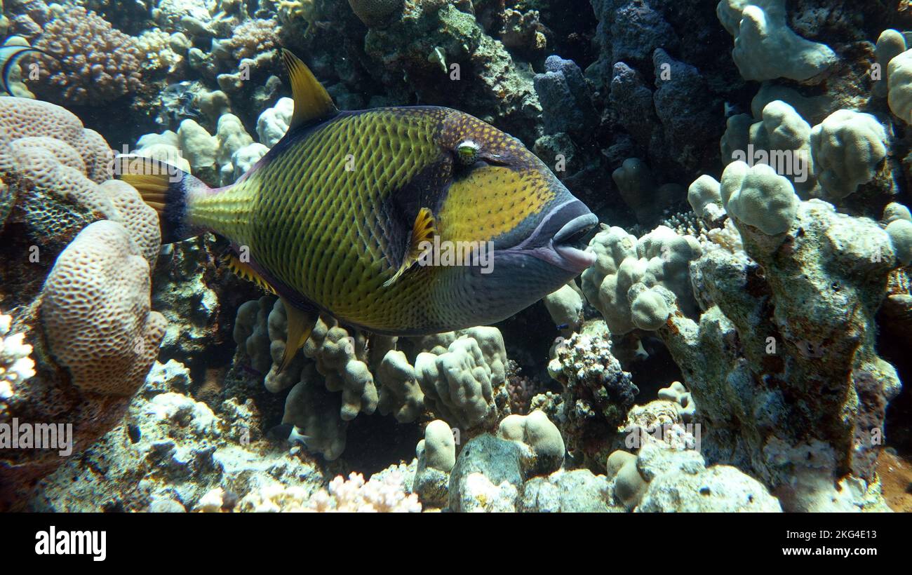 Titan fish (balistoides viridescens), and it is also sometimes called ...