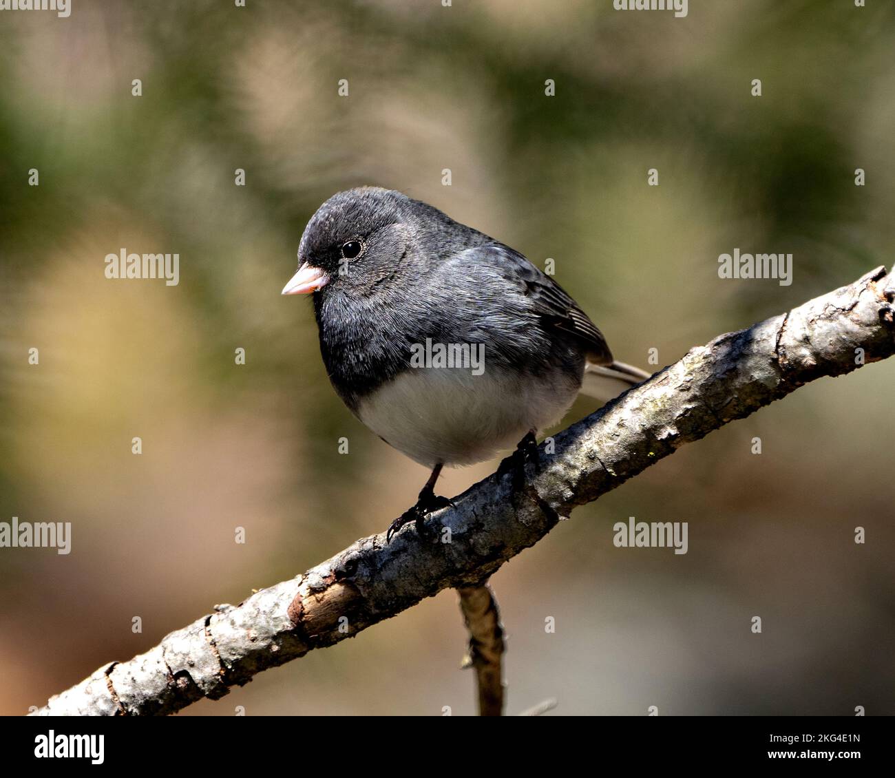 Junco bird perched on a branch displaying grey feather plumage, head ...