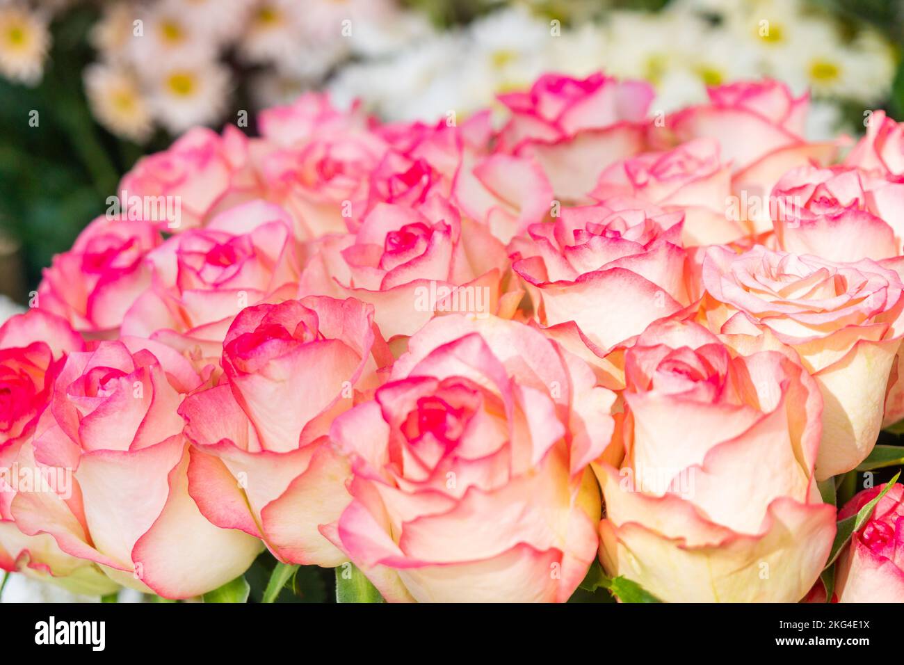 beautiful pink roses bouquet in the street market Stock Photo - Alamy