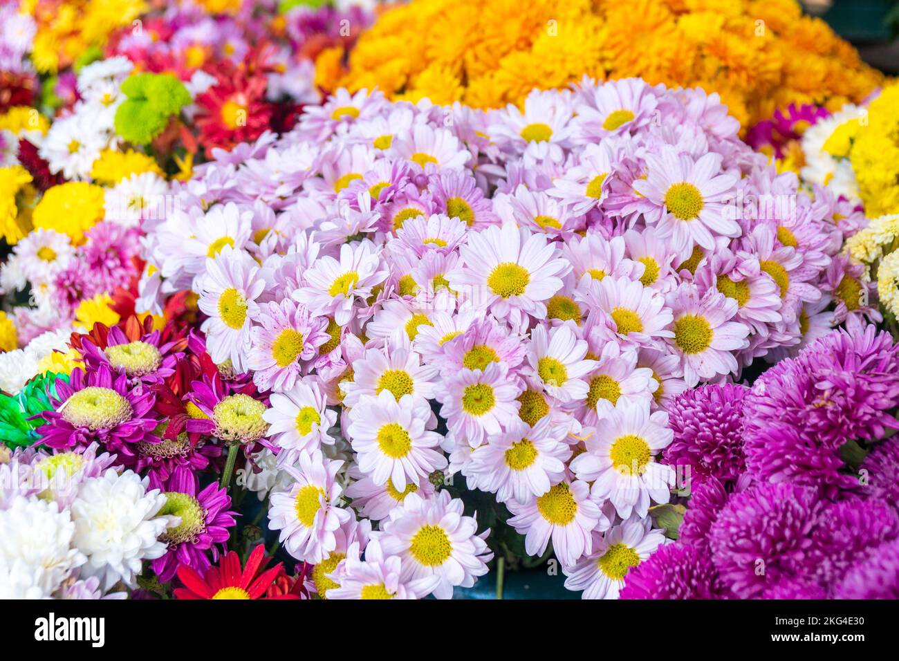 Beautiful bouquet of different varieties of flowers Stock Photo - Alamy