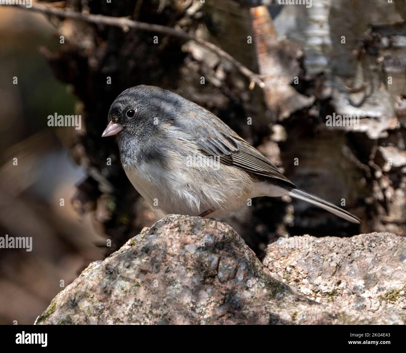 Junco bird perched on a branch displaying grey feather plumage, head ...