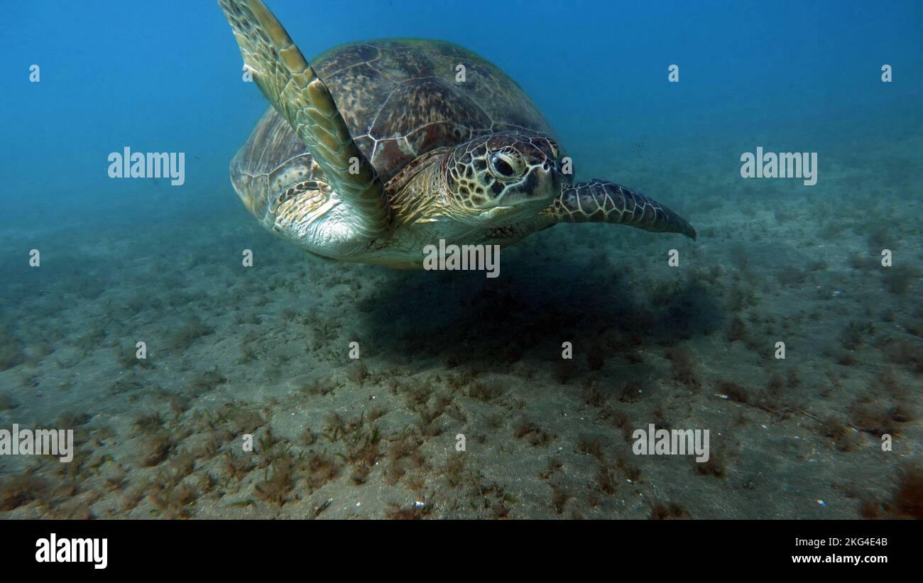 Big Green turtle , Green turtles are the largest of all sea turtles. A ...