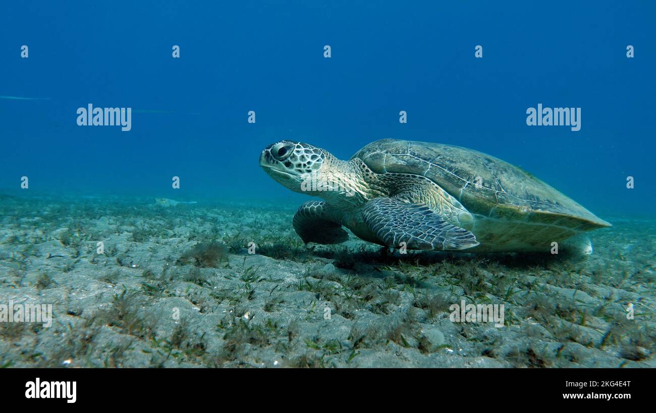 Big Green turtle , Green turtles are the largest of all sea turtles. A ...