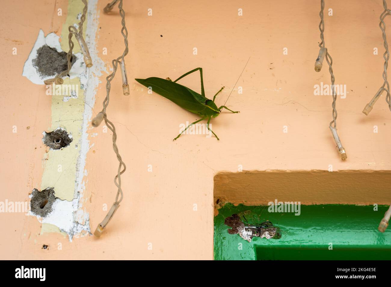 A Large Green Leaf-like Insect Known as a Giant Katydid (Stilpnochlora ...