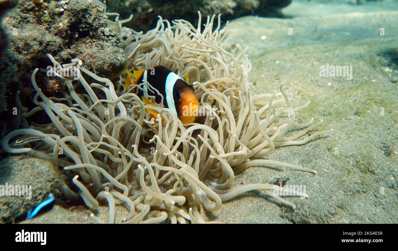 Clown fish amphiprion (Amphiprioninae). Red sea clown fish. Nemo Stock ...