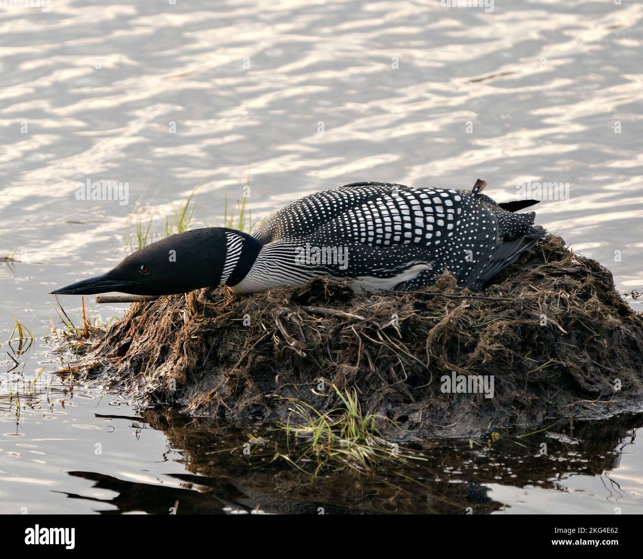 Common Loon nesting and protecting brood eggs in its environment and habitat with a blur blue ...