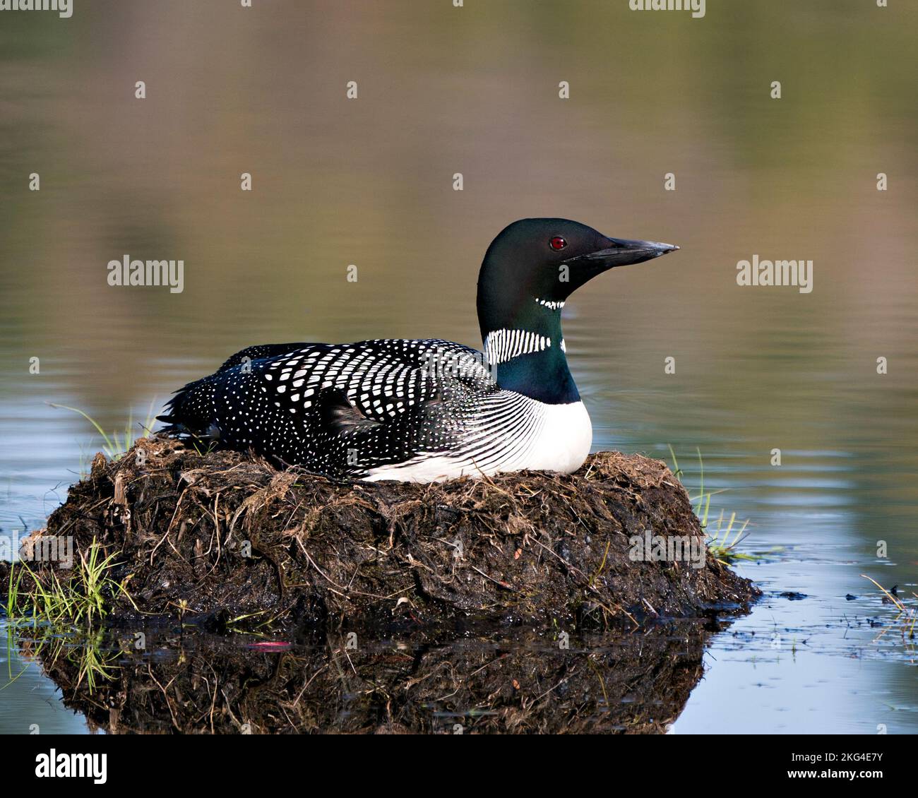 Loon nesting on its nest with marsh grasses, mud and water by the lakeshore in its environment ...