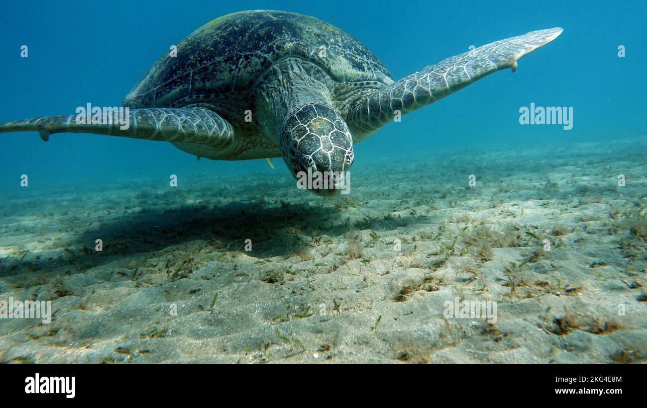 Big Green turtle , Green turtles are the largest of all sea turtles. A ...