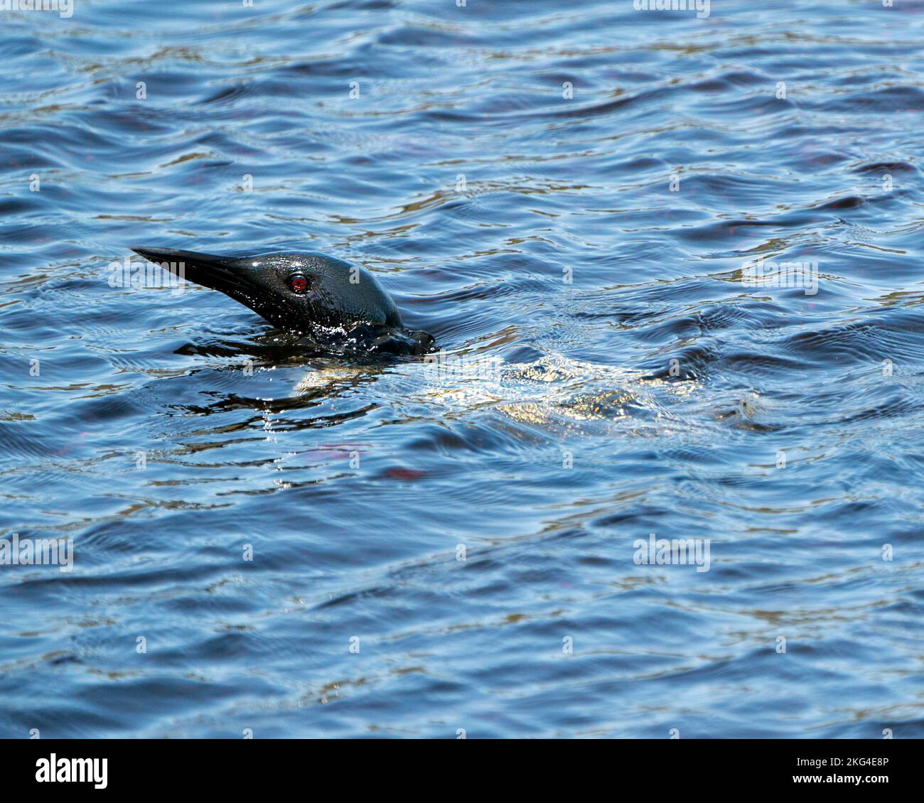 Common Loon head out of water in the lake in its environment and ...