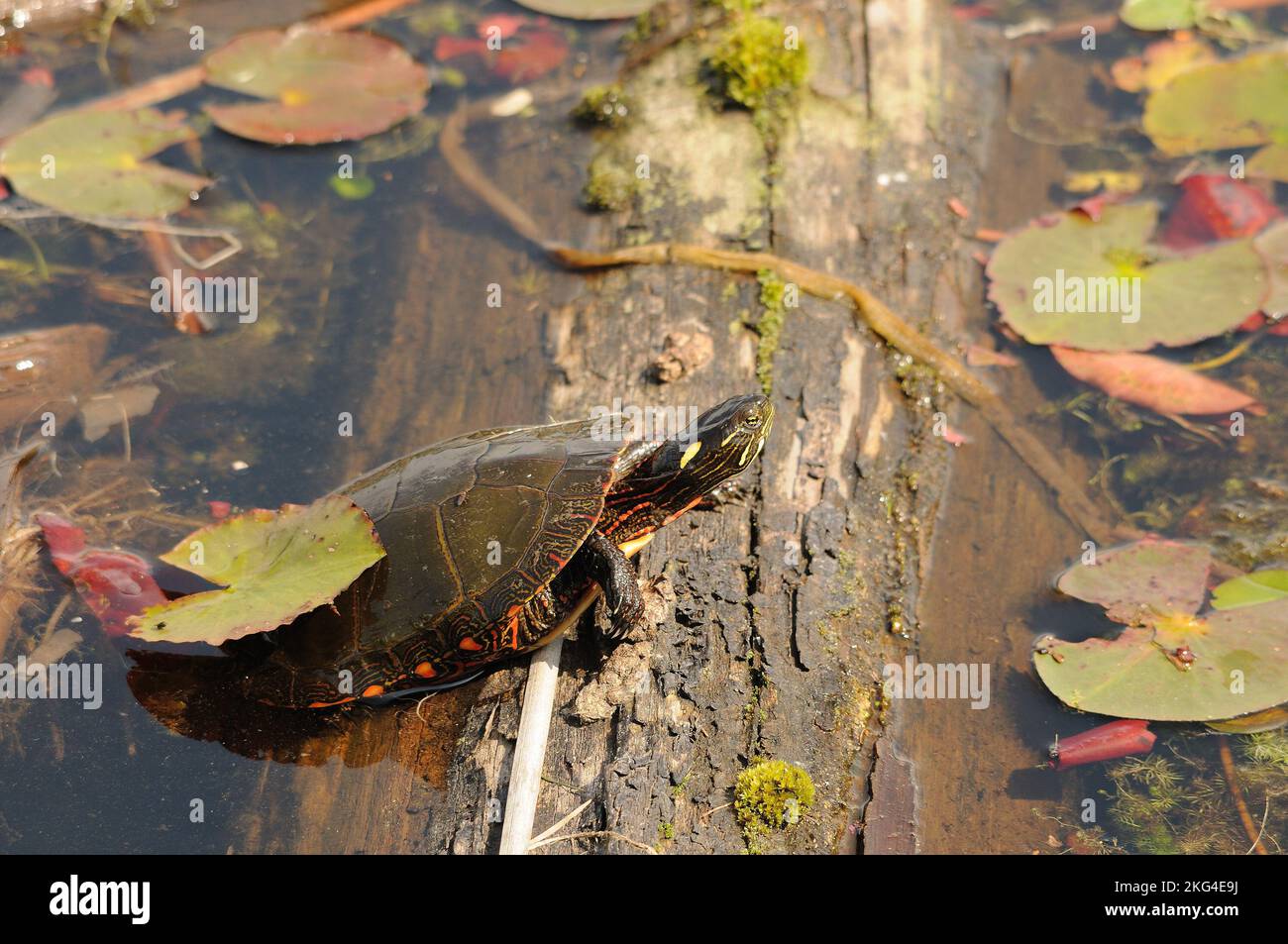 Painted Turtle resting on a log with lily water pads background in its ...