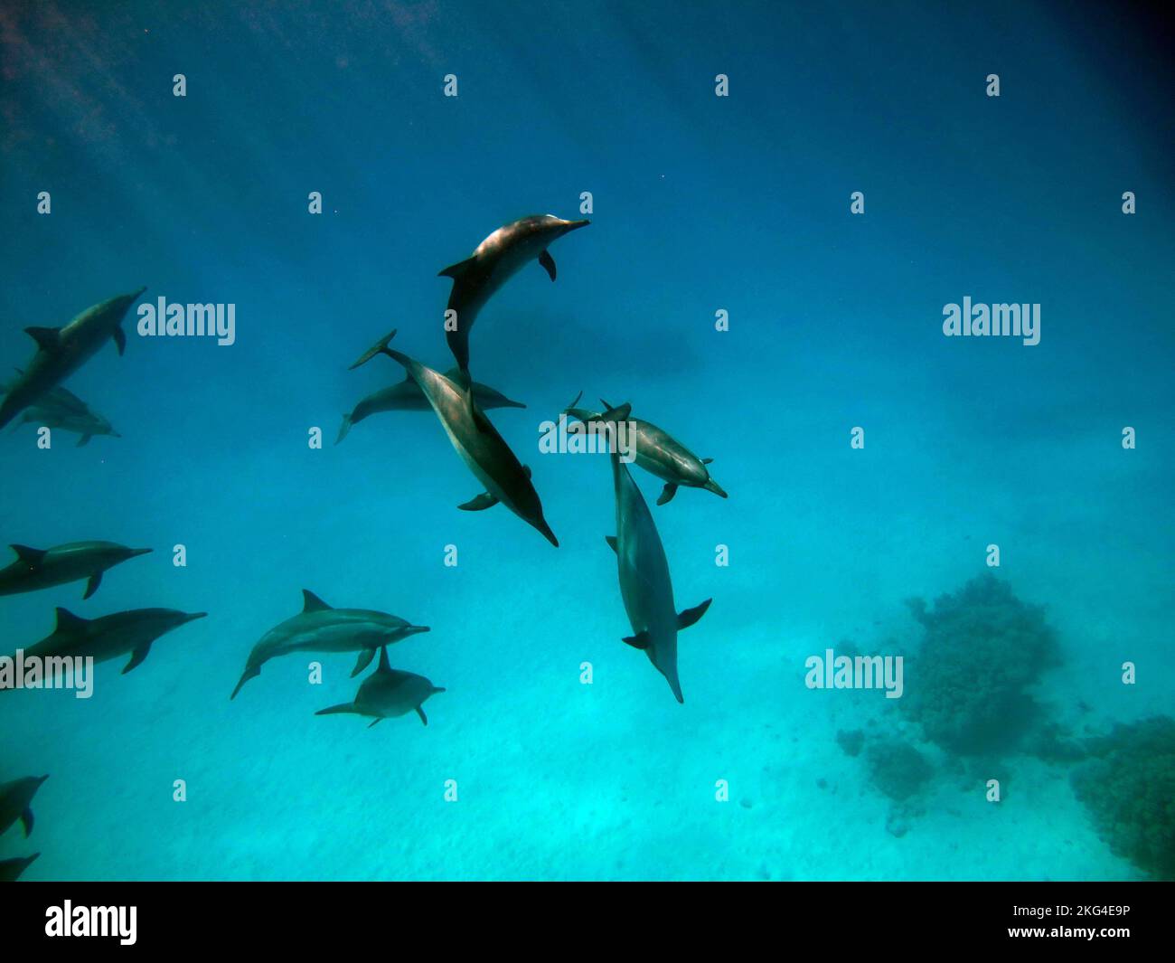 Dolphins. Spinner dolphin. Stenella longirostris is a small dolphin ...