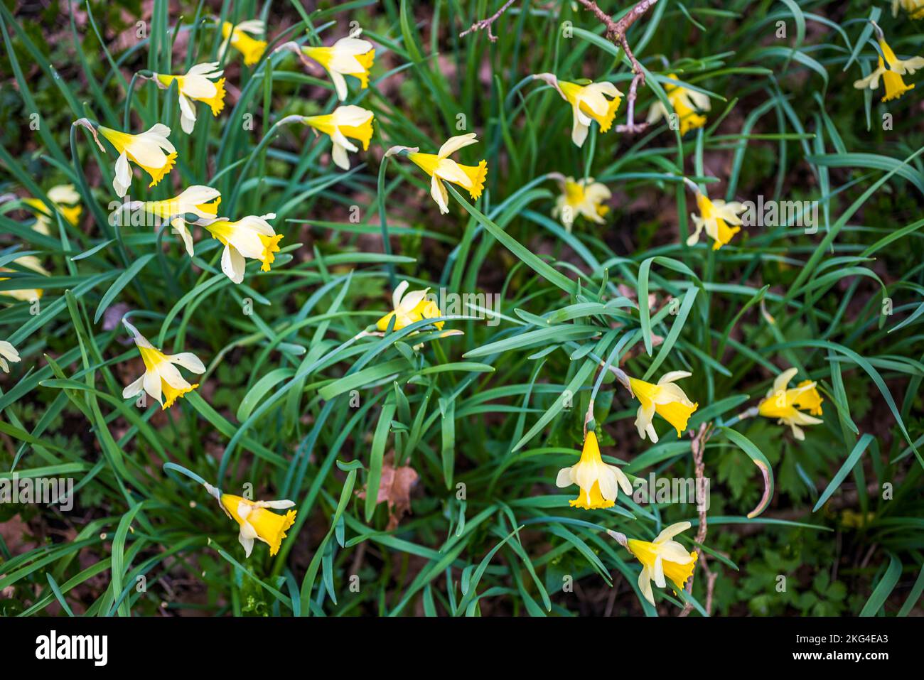 Narcissus pseudonarcissus (commonly known as wild daffodil or Lent lily ...