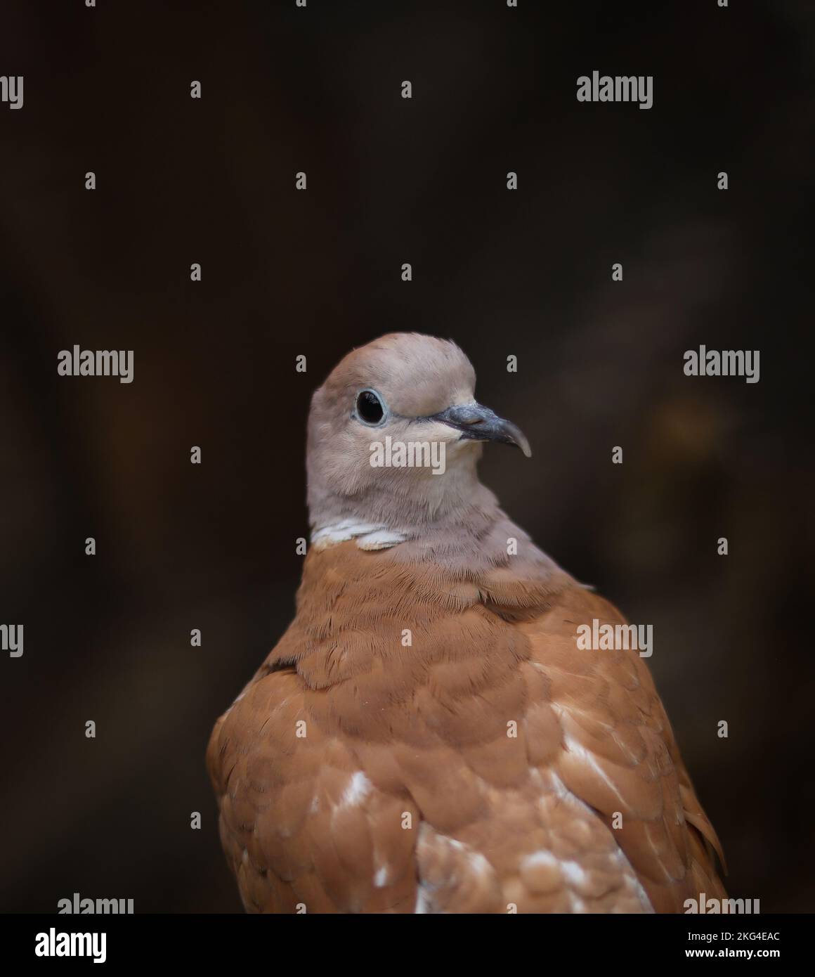 A selective shot of a short-tailed dove (Streptopelia tranquebarica) on ...