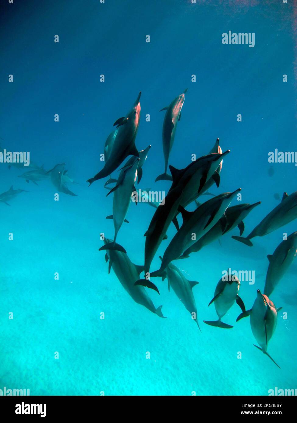 Dolphins. Spinner dolphin. Stenella longirostris is a small dolphin ...
