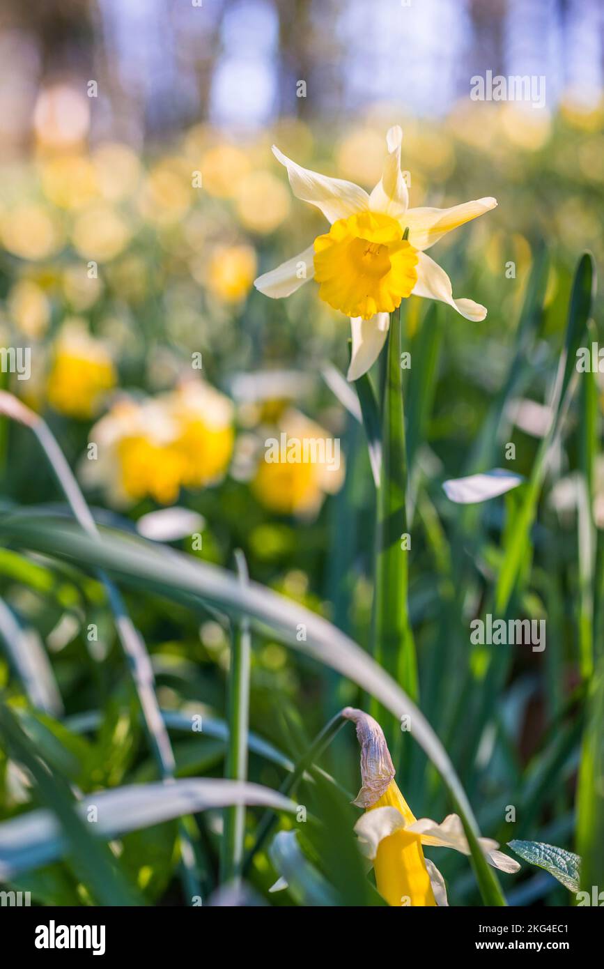 Narcissus pseudonarcissus (commonly known as wild daffodil or Lent lily ...