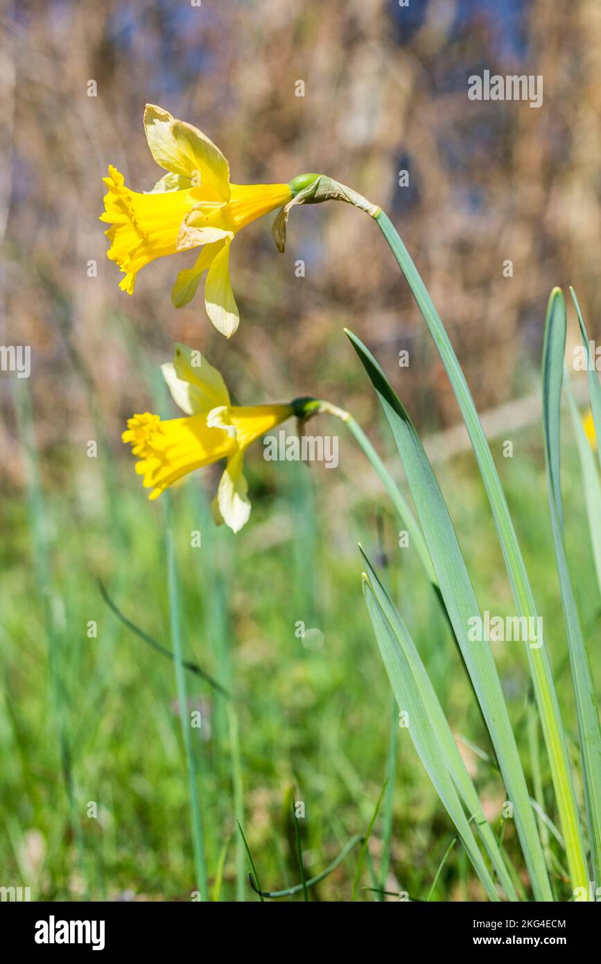 Narcissus pseudonarcissus (commonly known as wild daffodil or Lent lily ...